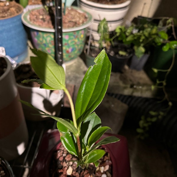 Royal Intenz Magnifica Medinilla Plant~~live Well Rooted Starter Plant ...