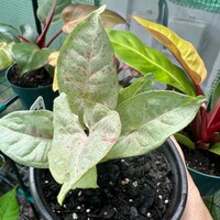Syngonium Three Kings Starter Plant ALL STARTER PLANTS Require You to ...
