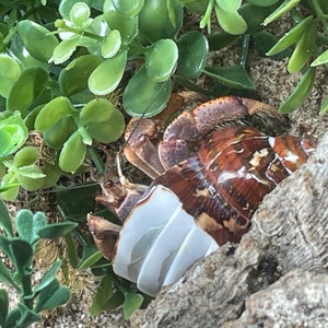 Turkey Wing Swings Chimes Ladder or Bridges for Hermit Crabs - Etsy