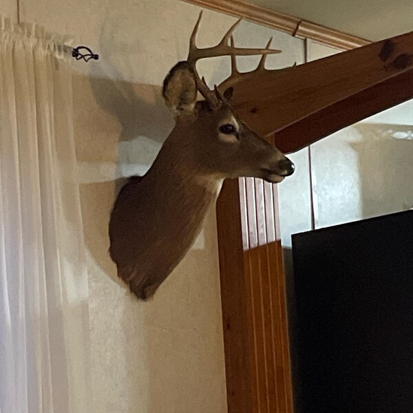 Whitetail Deer Head Shoulder Mount Taxidermy Cape Shed Antler Hunt Mule ...