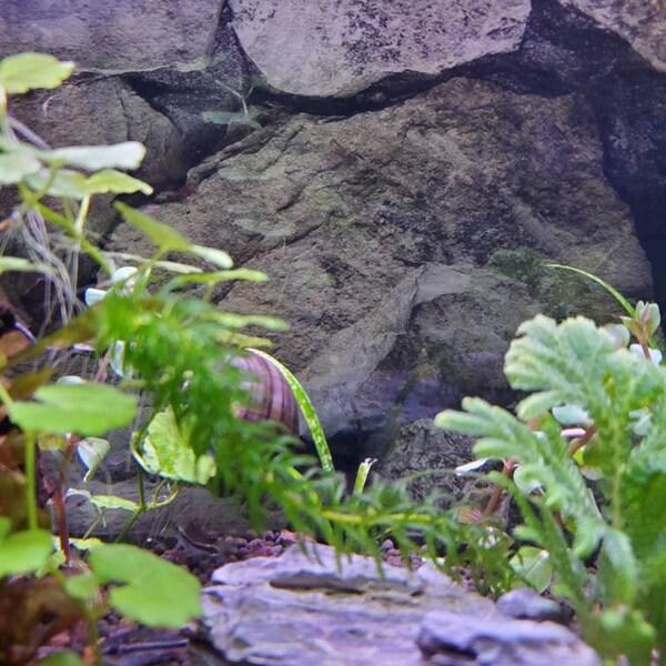 Narrow Leaf Anacharis, Egeria Najas, Live Aquarium/aquatic/background ...