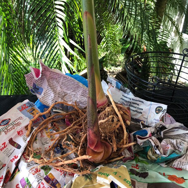 Exotic Tropical Plant Rhizomes Variegate Shell Ginger Large Size With ...