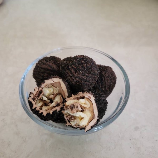 Black Walnut Shells, Squirrel Cut-organic Crafts, Art Projects, Jewelry ...