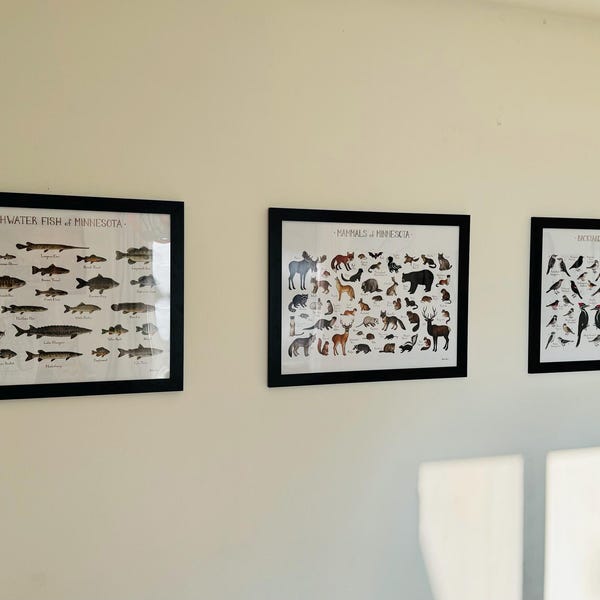 Michigan Freshwater Fish Field Guide Art Print / Fish Nature Study ...