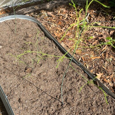 Ranunculus Aviv Rose Buy 4 Get 1 Free - Etsy