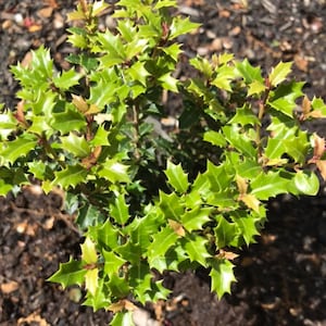 Fragrant Princess Dwarf Tea Olive 'kaori Hime' Osmanthus Live Plant 1 ...