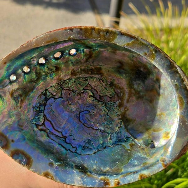 Abalone Shells: Choose Size 2 - 7" Mini & JUMBO Abalone Shells (holds ...
