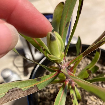 ONE Protea Brenda Live Rooted 1gal Potted Plant - Etsy