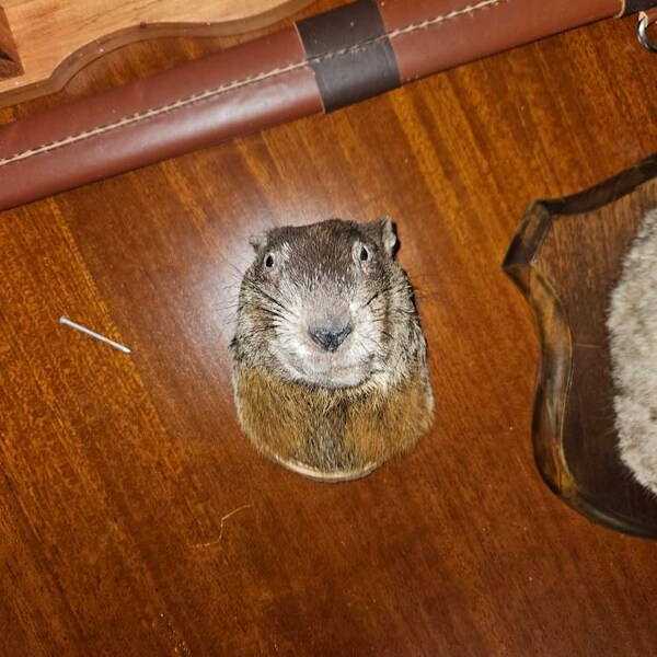 Freeze Dried Yak Feet for One Taxidermy Yak, Deer Antlers, Taxidermy ...