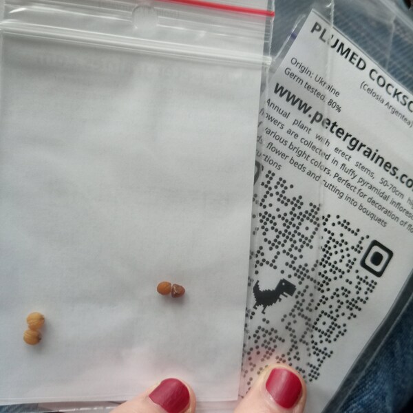 Bottle Tree Seeds - Elephants Foot Ponytail Palm Seeds - Nolina ...