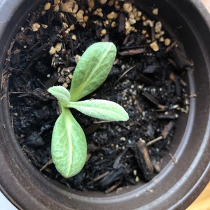 Mini Pumpkin Tree on a Stick / Ornamental Eggplant/ NON GMO | Etsy