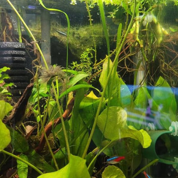 Alaskan Bull Worm Aquarium Decor - Etsy