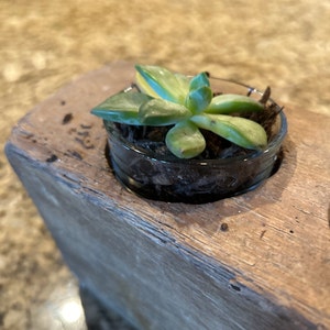 Plastic Moss Pads: Artificial Aquarium Plants Reptile Terrarium Plants ...