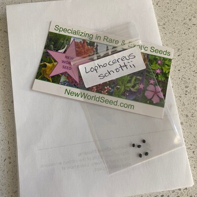 Oenothera Fruticosa Golden Sundrops Primrose Yellow Perennial 20 Seeds ...