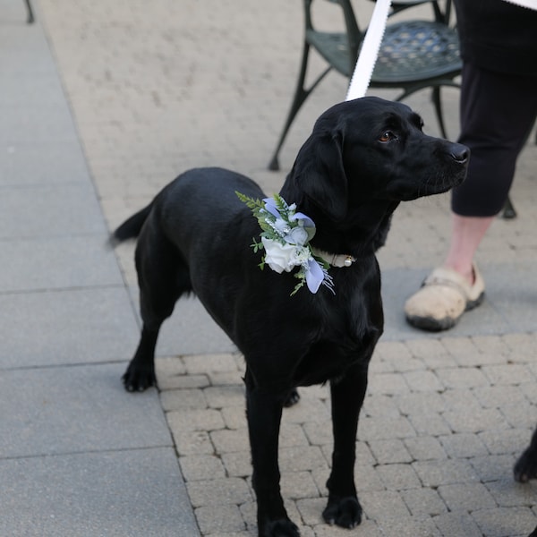 White Ivory Lace Bridal Dog Ring Bearer Collar & Leash Set,detachable ...