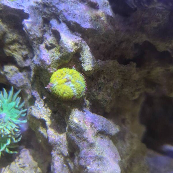 Bicolor Frogspawn Coral Frag Saltwater Aquarium Corals - Etsy