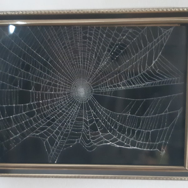 Unique Medium Real Preserved Spider Web- Cruelty Free - Etsy