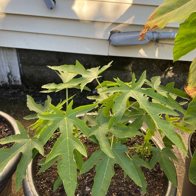 Millingtonia Tree Seed Indian Cork Tree Seed Tree Jasmine - Etsy