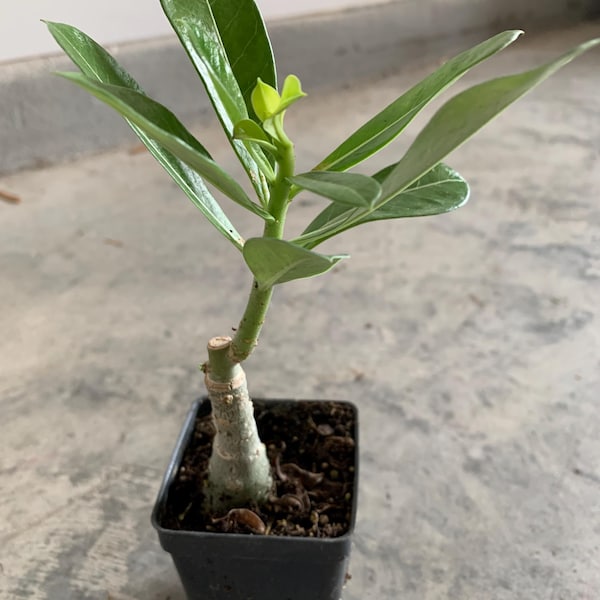 1 Grafted Double "purple Fire" Adenium /desert Rose Plant. 5-7 Inch ...