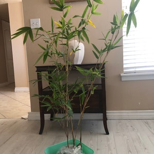 Bambusa lady Finger Clumping Non-invasive Bamboo Plant - Etsy