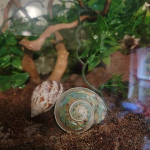 Rare Cornutus Turbo Hermit Crab Shell With a 1.75 Opening C3 - Etsy