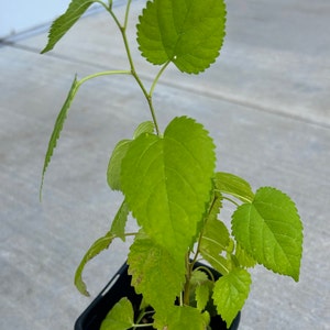 Golden Brush Dwarf Ginger Burbidgea Schizocheila Live Plant - Etsy