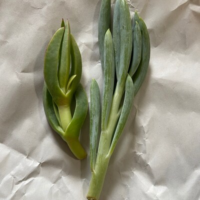 Extra Large Blue Chalk Sticks Cuttings, Curio Repens, Chalk Fingers ...