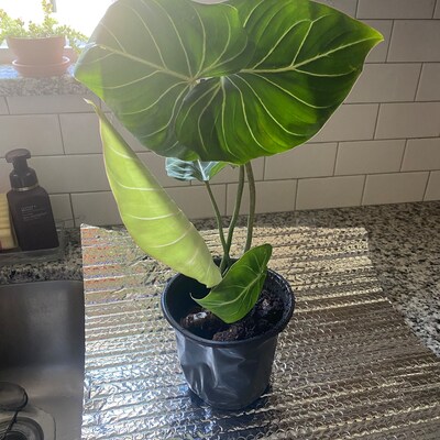 Philodendron Gloriosum Dark Form SMALL SIZE Growers Choice Free ...