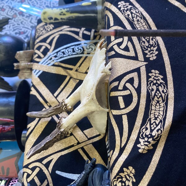 Vintage Taxidermy Roe Deer Skulls & Antlers. 6 Pointers. on a Dark Wood ...