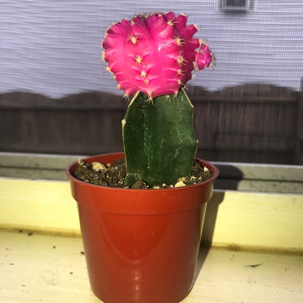 Grafted Pink Cactus Plant - Etsy