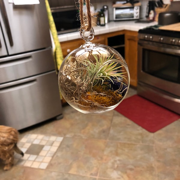 Mini Orb Terrarium Kit - Etsy