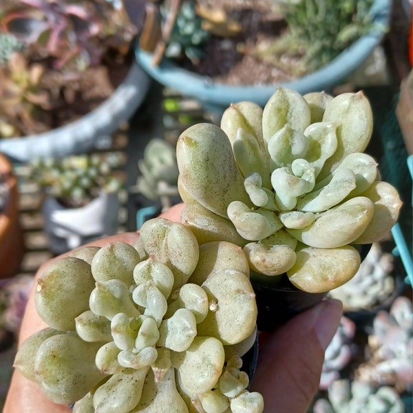 4pot Live Succulent Plant of Corpuscularia Lehmannii ice Plant - Etsy