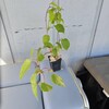 Hoya Keysii (hoya Australis) 1yo Plant With 5-6 Leaves Well Rooted ...