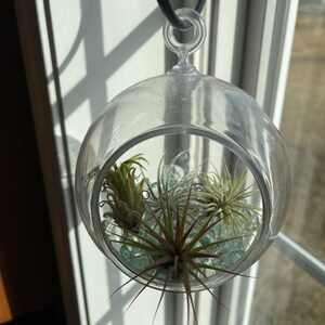 Tillandsia Tectorum Ecuador Fuzzy Snowball - Etsy