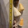 Beach Decor Seashell Stand - Large and Small Display Stands - Shell ...