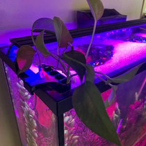 Poth-o-carry™ Original: Aquarium Rim Pothos Holder - Etsy