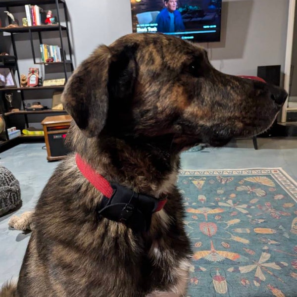 Dog Tag Collar Pouch / Brown Leather Pet Tag Silencer - Etsy