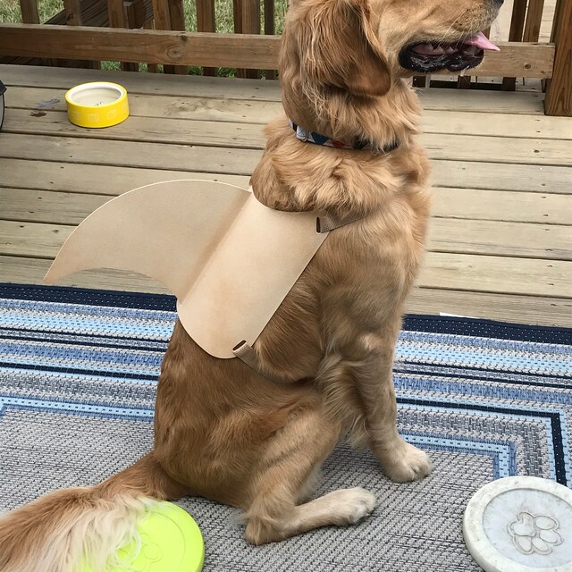 Shark Fins For Dogs. Dog Shark Fins. Shark Dog by LABRASHARK