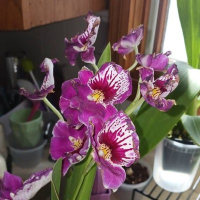 Rlc.. Sung Ya Green 'mailman' 2.5 Pot - Etsy