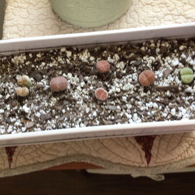 Live Lithops Plant / 2.5 Years Old Seedling Lithops Succulent /living ...