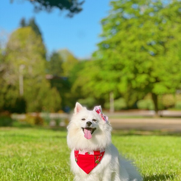Baker Bandana Christmas Bandana Mrs. Claus Costume Dog Christmas ...