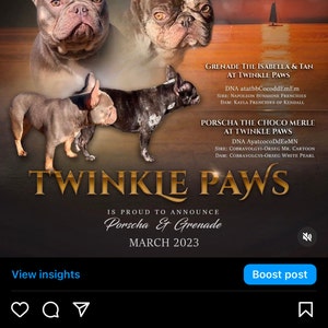 CUSTOM Graphic Design for Breeders Stud Dog Planned Litter Announcement ...