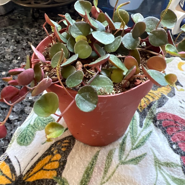 Ruby Cascade Peperomia: Potted Succulent or Cuttings - Etsy