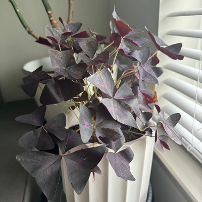 6 Inch Pot String of Burrow Tails easy Care Succulent - Etsy