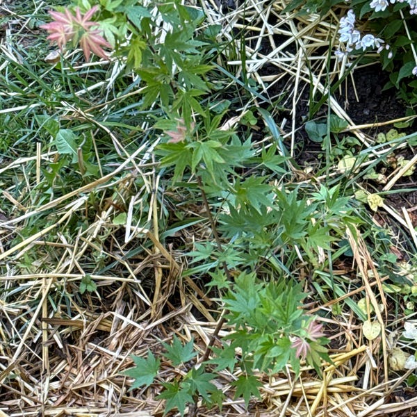Viburnum Plicatum 'popcorn' Live Plant Perennial Shrub White Snowball ...