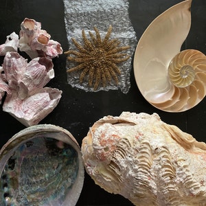 Brown Turkey Wing Seashells Ark Shells Arca Zebra Coastal | Etsy