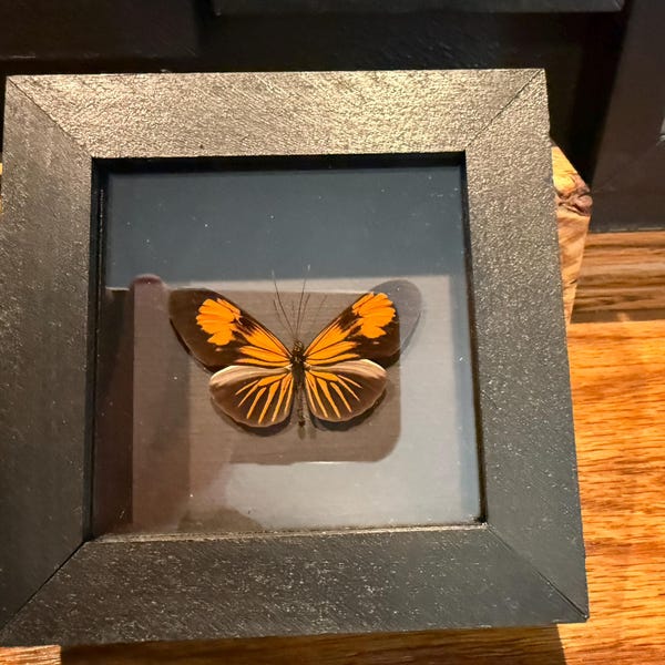Real Eluina Eighty-eight Butterfly Framed Taxidermy - Diaethria Eluina ...