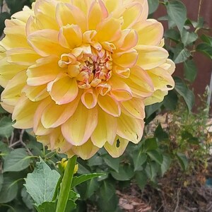 Sam Hopkins Dahlia Tuber - Etsy