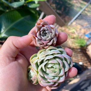 Rare Succulent: Imported Succulent Korean Echeveria Hybrid - Etsy