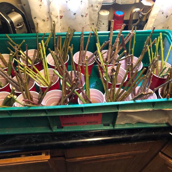 10 MARS GRAPE Cutting / Fruit Tree Scion / Scionwood / Wood / Rooting ...